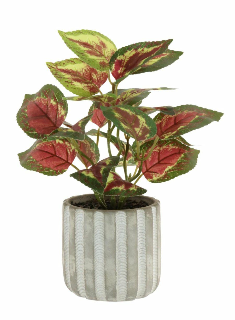 Coleus Orb Arrangement Potted (Small) Red/Green - HiC Stornoway
